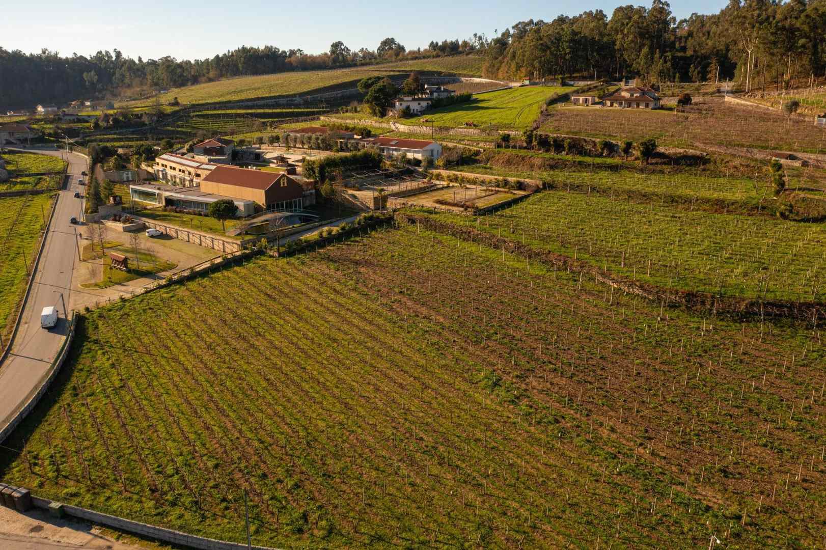 Fernando Horta - Wines - Rota do Românico